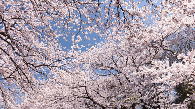 Tokyo, Japan 5D4N Ground Package (OPEN DATE) - TripJalan